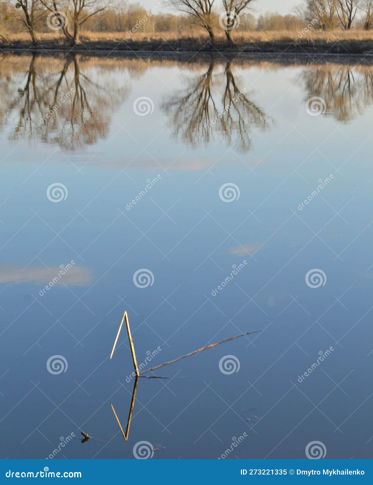 Broken Reed is Reflected in the Water. Reflection in the Water of Trees ...