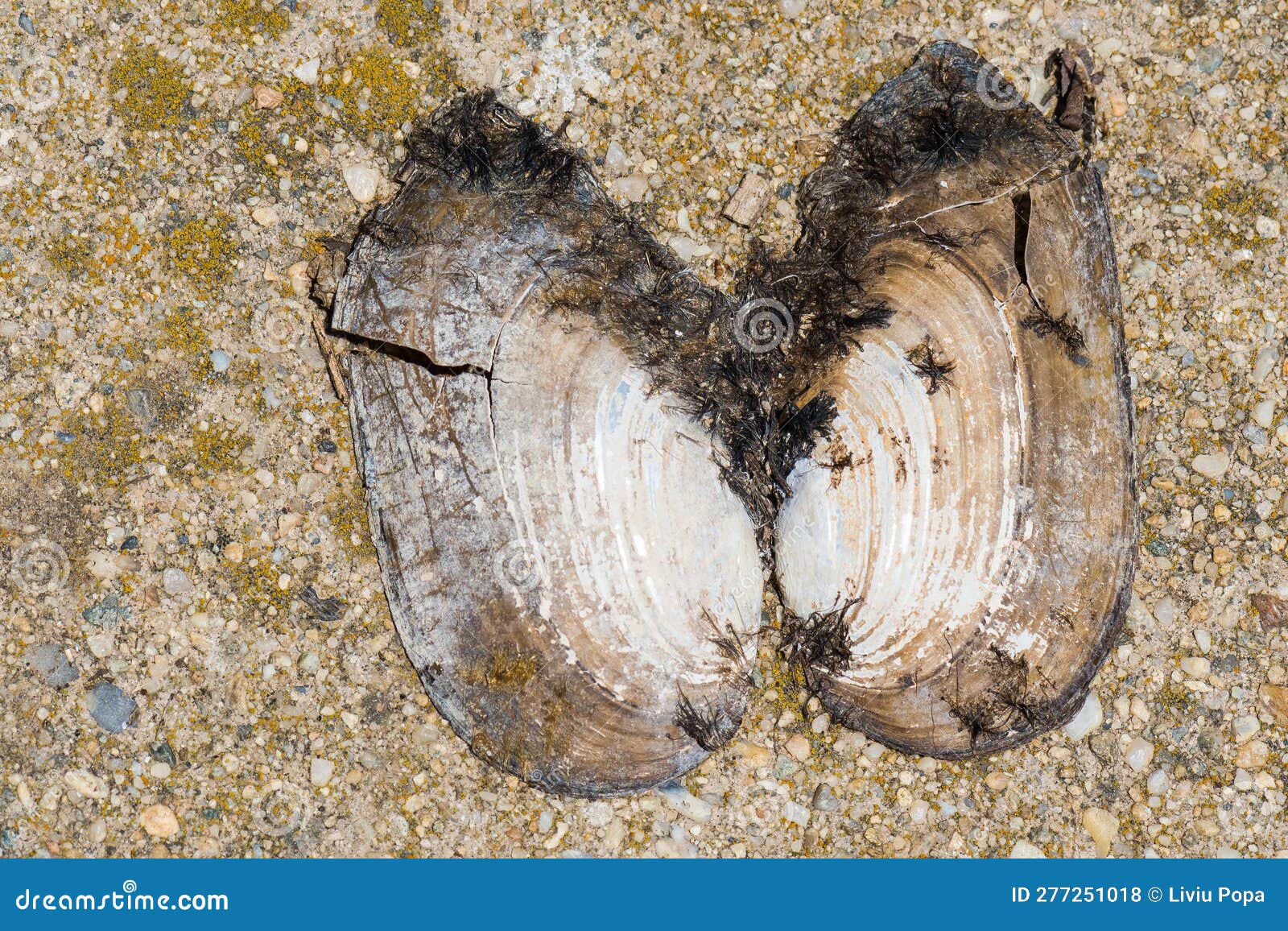 Drying Conch Shells Stock Photography | CartoonDealer.com #24253802