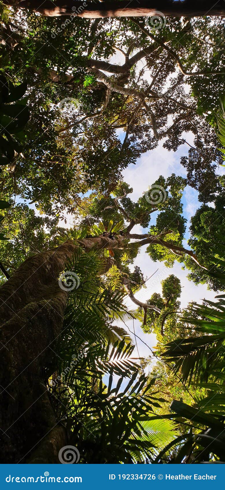 Broken River Rainforest Tree Canopy Stock Photo - Image of rainforest ...