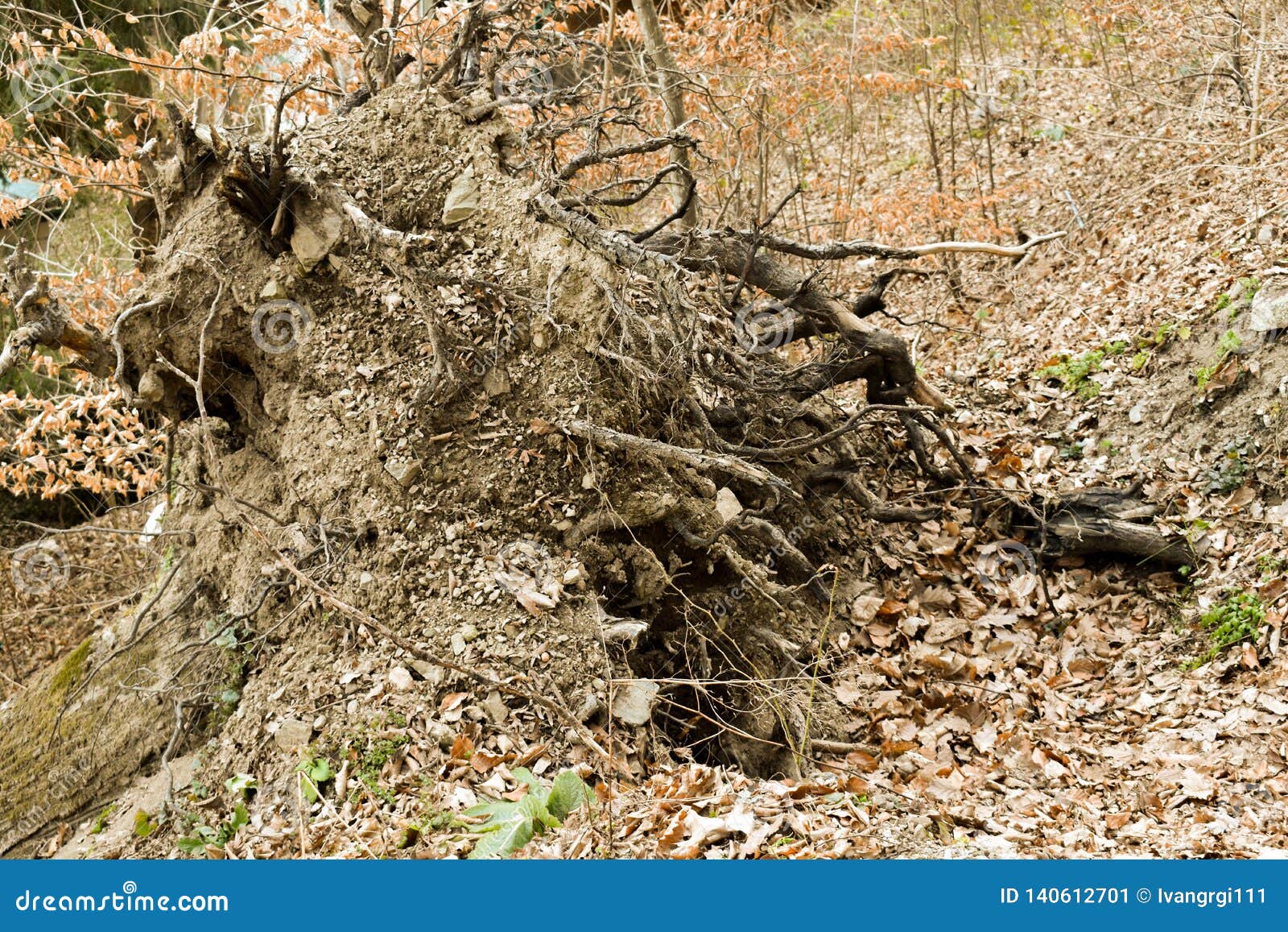 Broken Root of Dead Fallen Tree in the Woods Stock Image - Image of ...