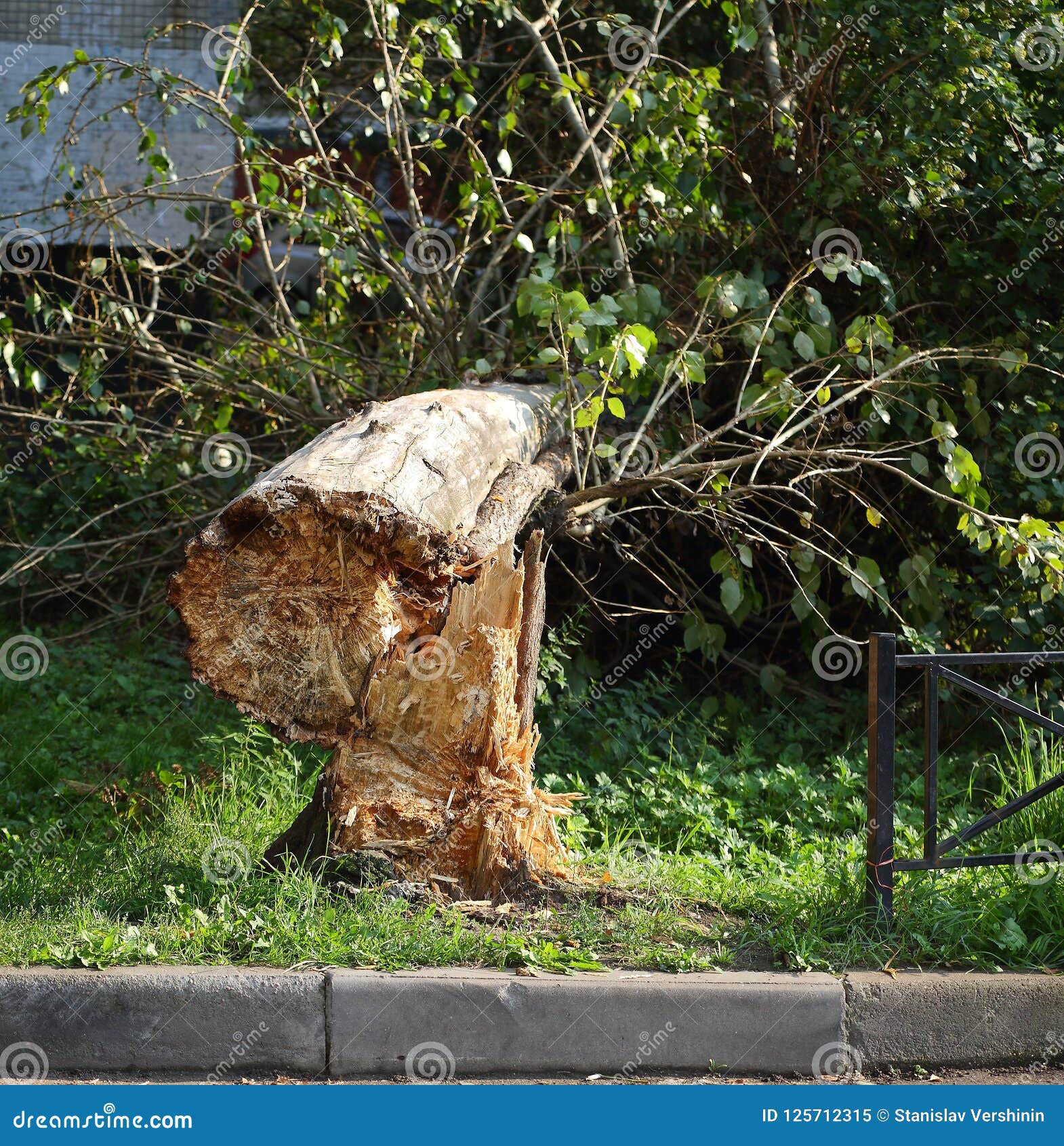 Broken at the Root and Fallen Old House Tree Stock Image - Image of ...