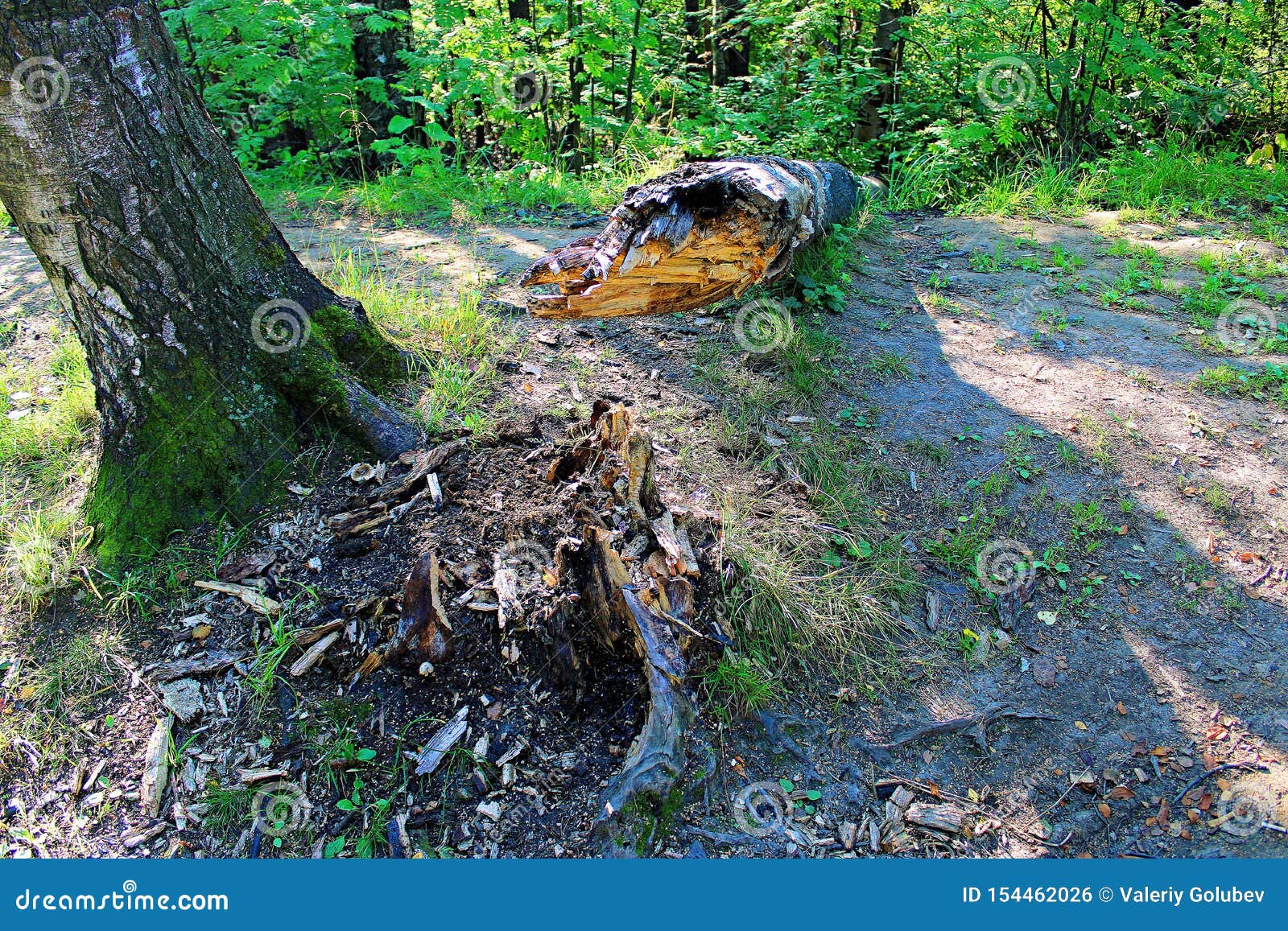 Broken at the Root of an Old Birch in the Forest Stock Photo - Image of ...
