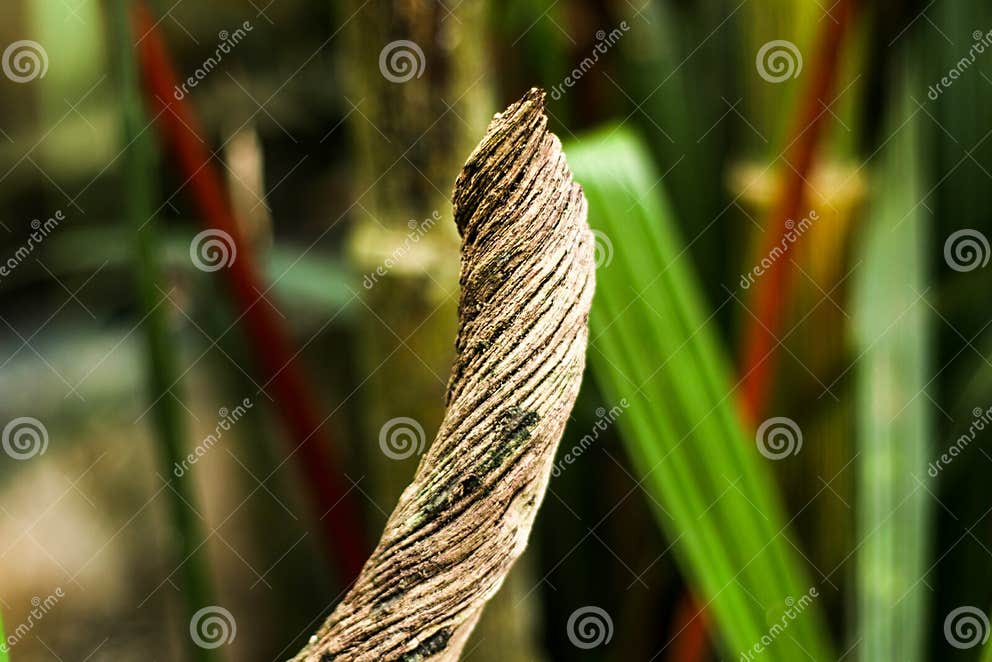 A broken root of a plant stock image. Image of green - 229067399