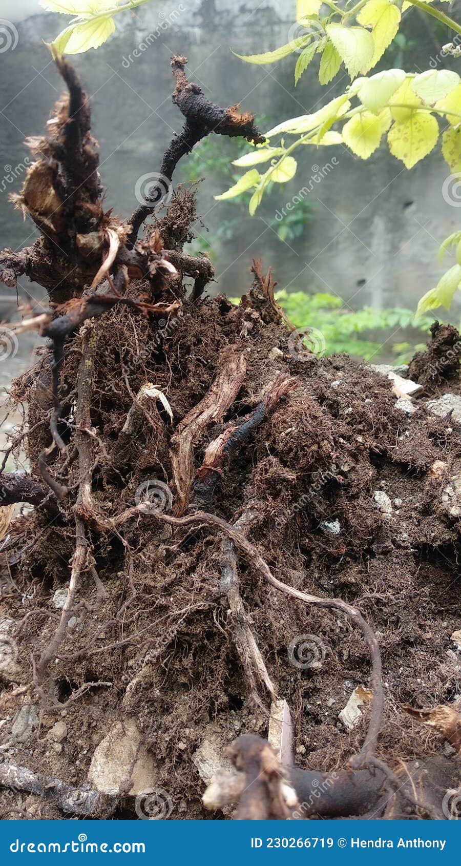 Broken Roots of Natural Plants Stock Image - Image of agriculture ...