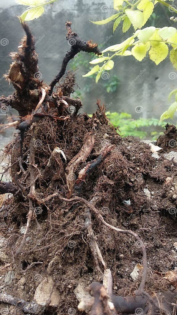 Broken Roots of Natural Plants Stock Image - Image of agriculture ...