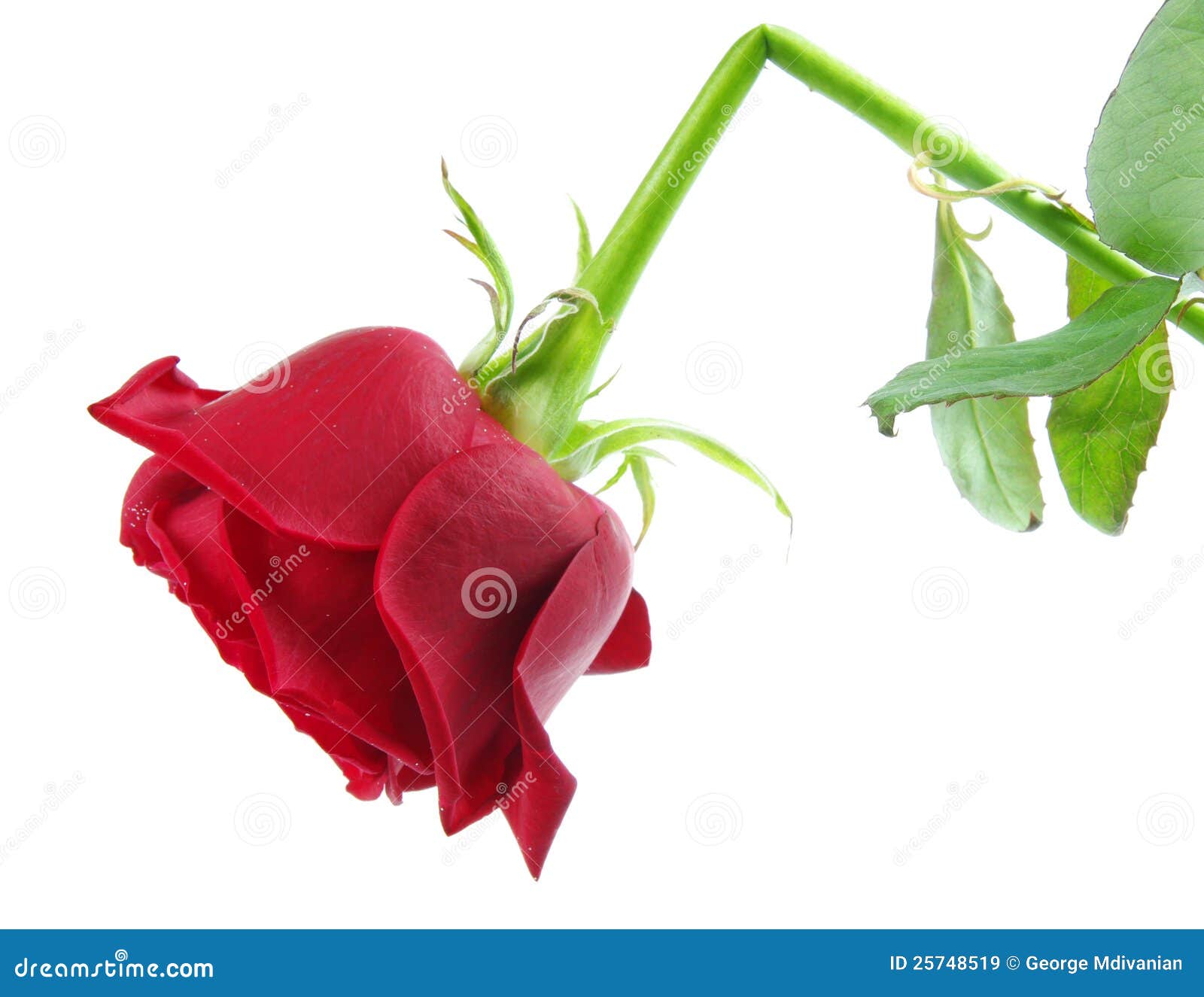 Broken rose stock image. Image of glamor, holiday, color - 25748519