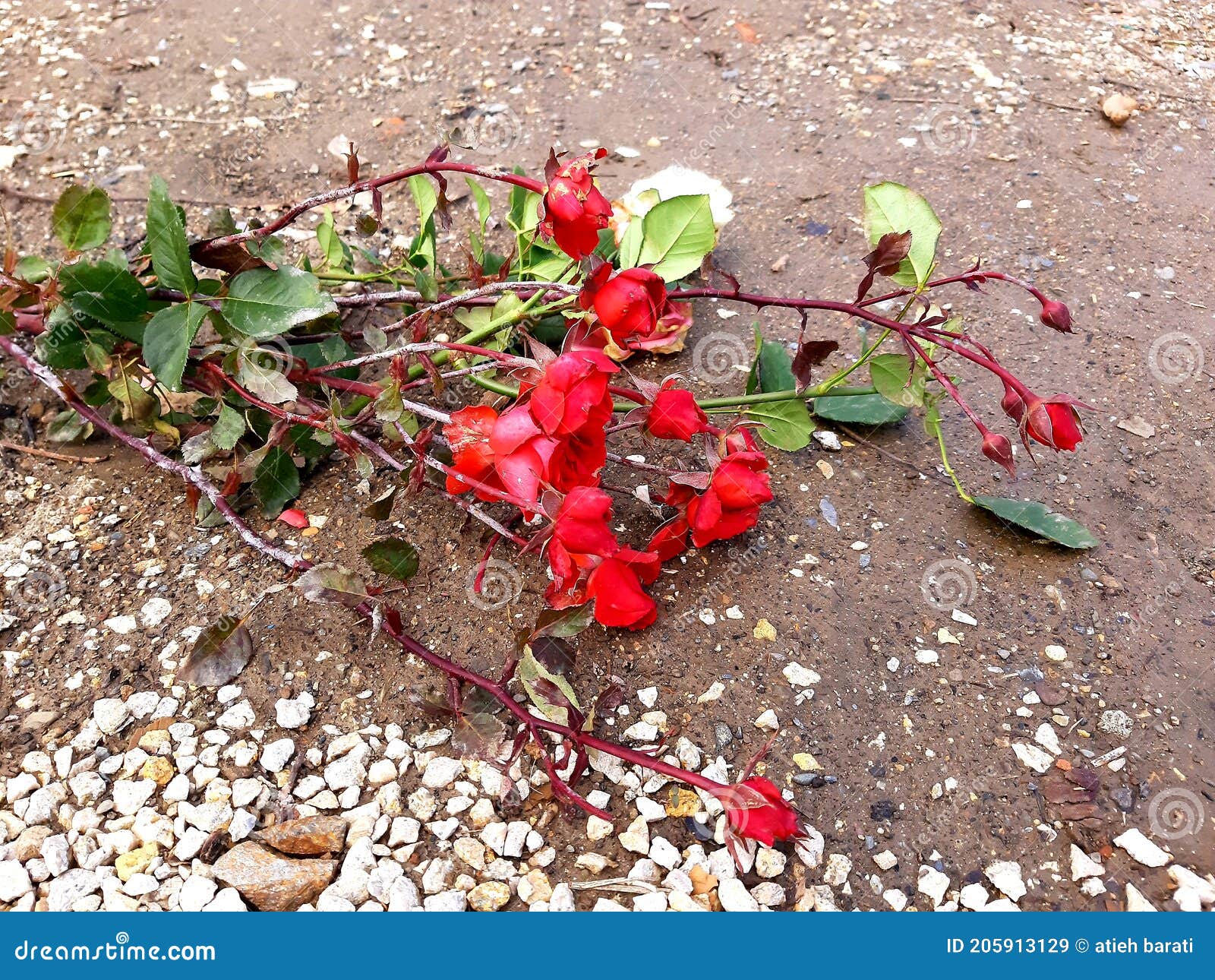 Broken rose branch stock image. Image of wildflower - 205913129