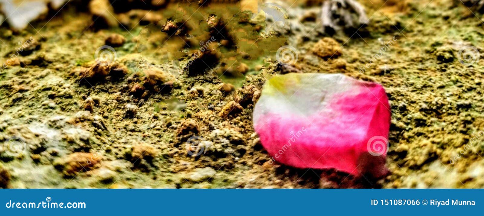 Broken rose stock photo. Image of nature, broken, flawer - 151087066