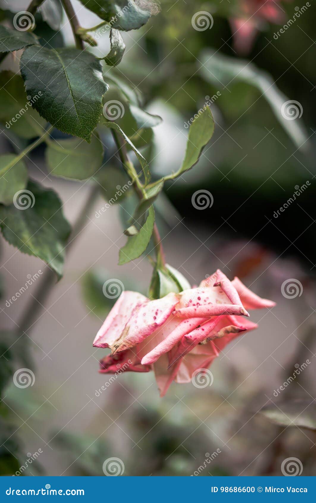 Broken rose flower stock photo. Image of leaf, death - 98686600