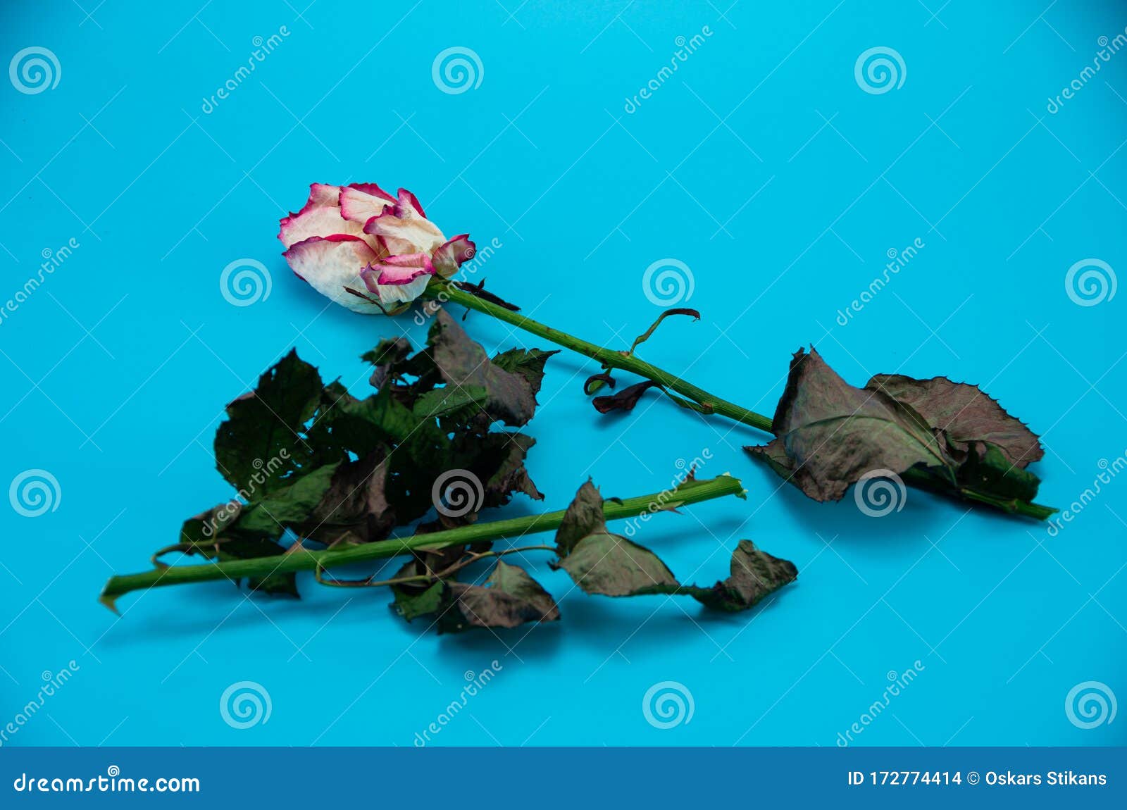 Broken Rose with Leaves on a Blue Background Stock Photo - Image of ...