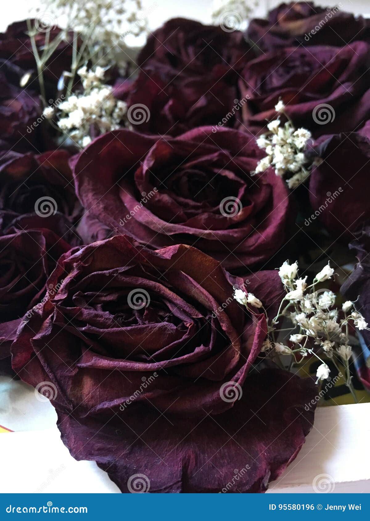 Broken rose stock photo. Image of dying, crumbling, rose - 95580196