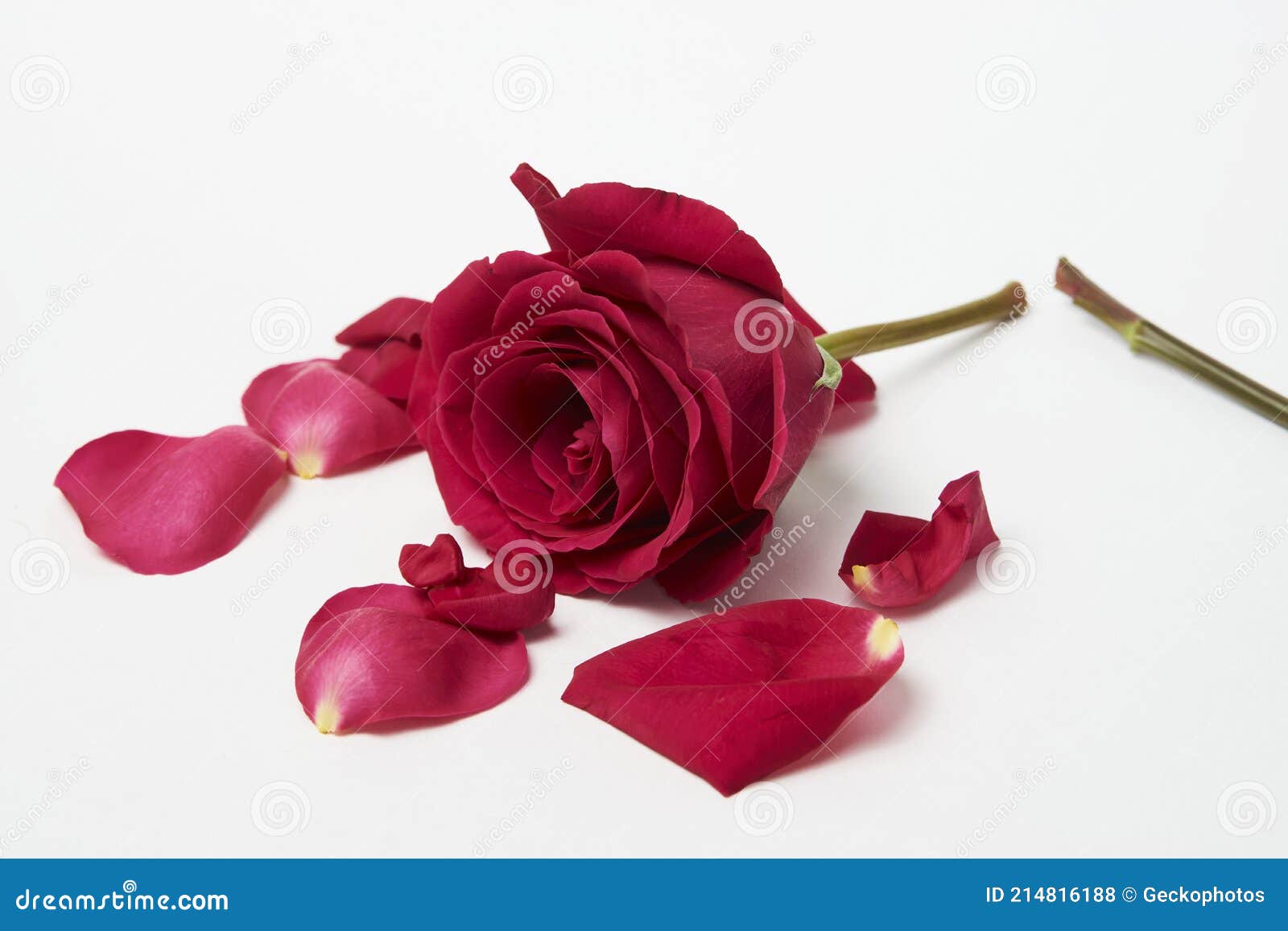 Broken Rose on White Background with Copy Space Stock Photo - Image of ...
