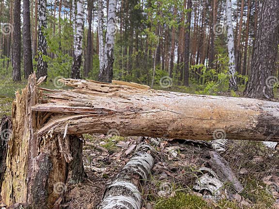 A Broken Rotten Birch Tree Lies in the Forest Stock Image - Image of ...