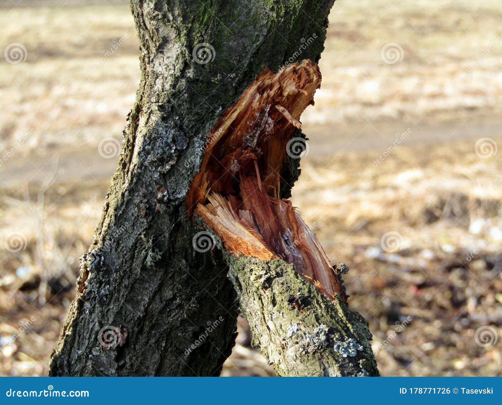 Broken rotten tree branch stock photo. Image of decor - 178771726