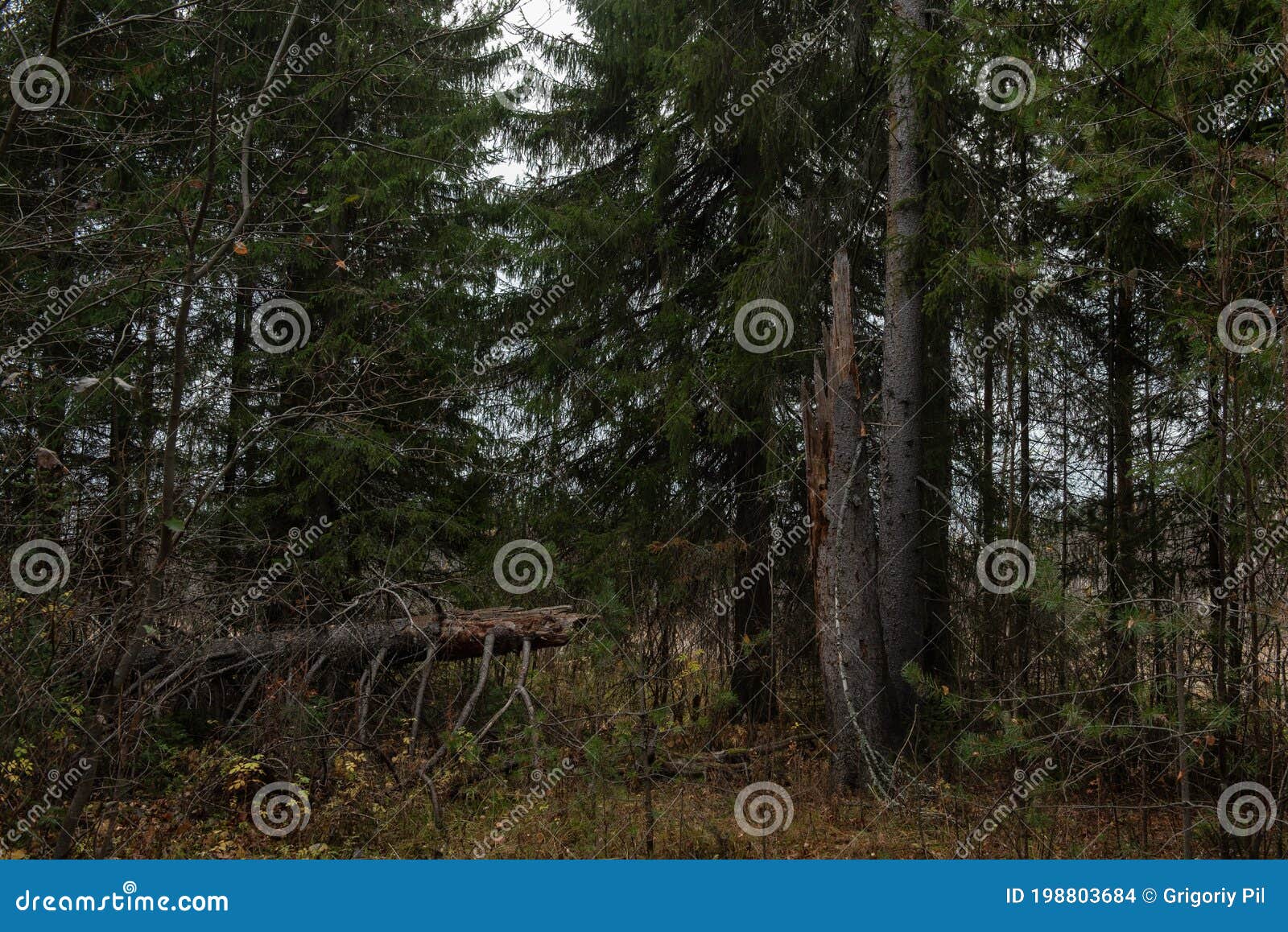 Broken tree stock photo. Image of green, fallen, park - 198803684