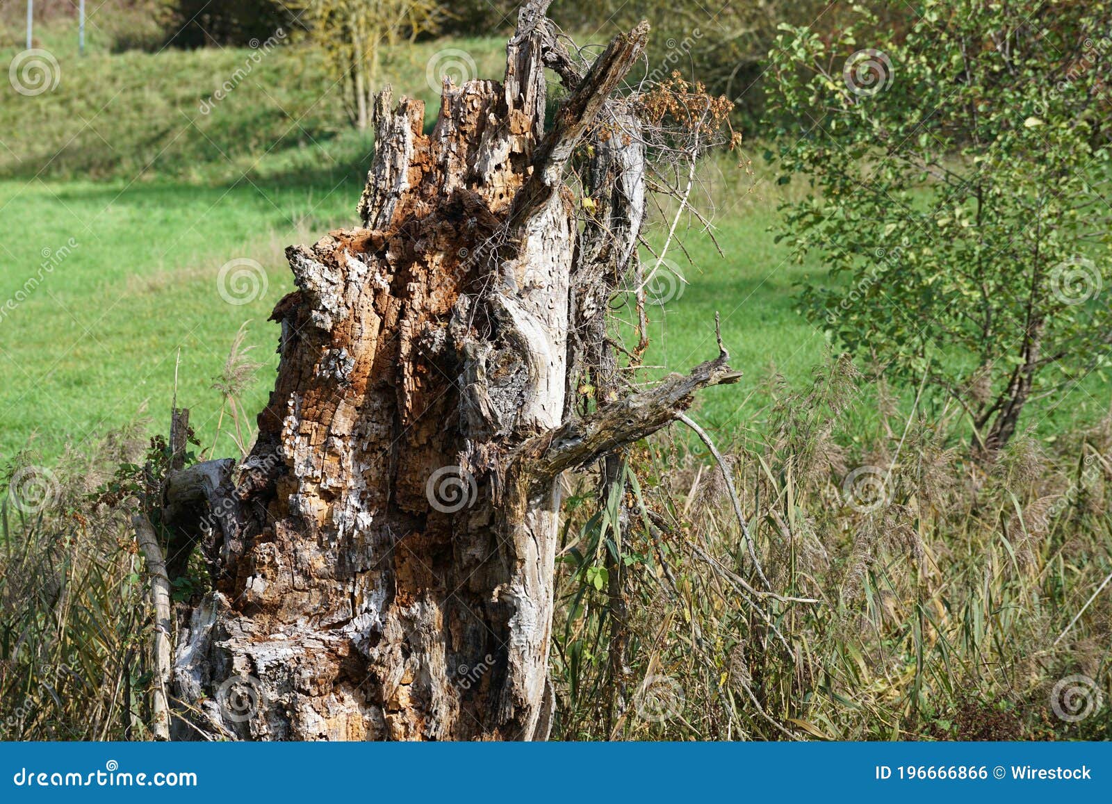 Broken Rotten Tree in a Field Stock Photo - Image of damage, damaged ...