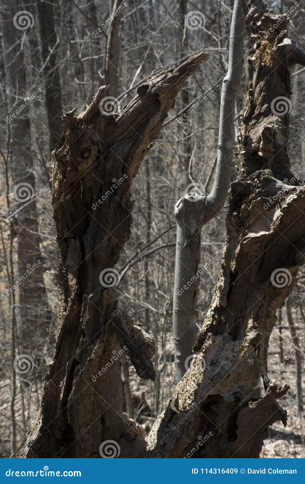 Remains of a tree stock image. Image of tree, detail - 114316409