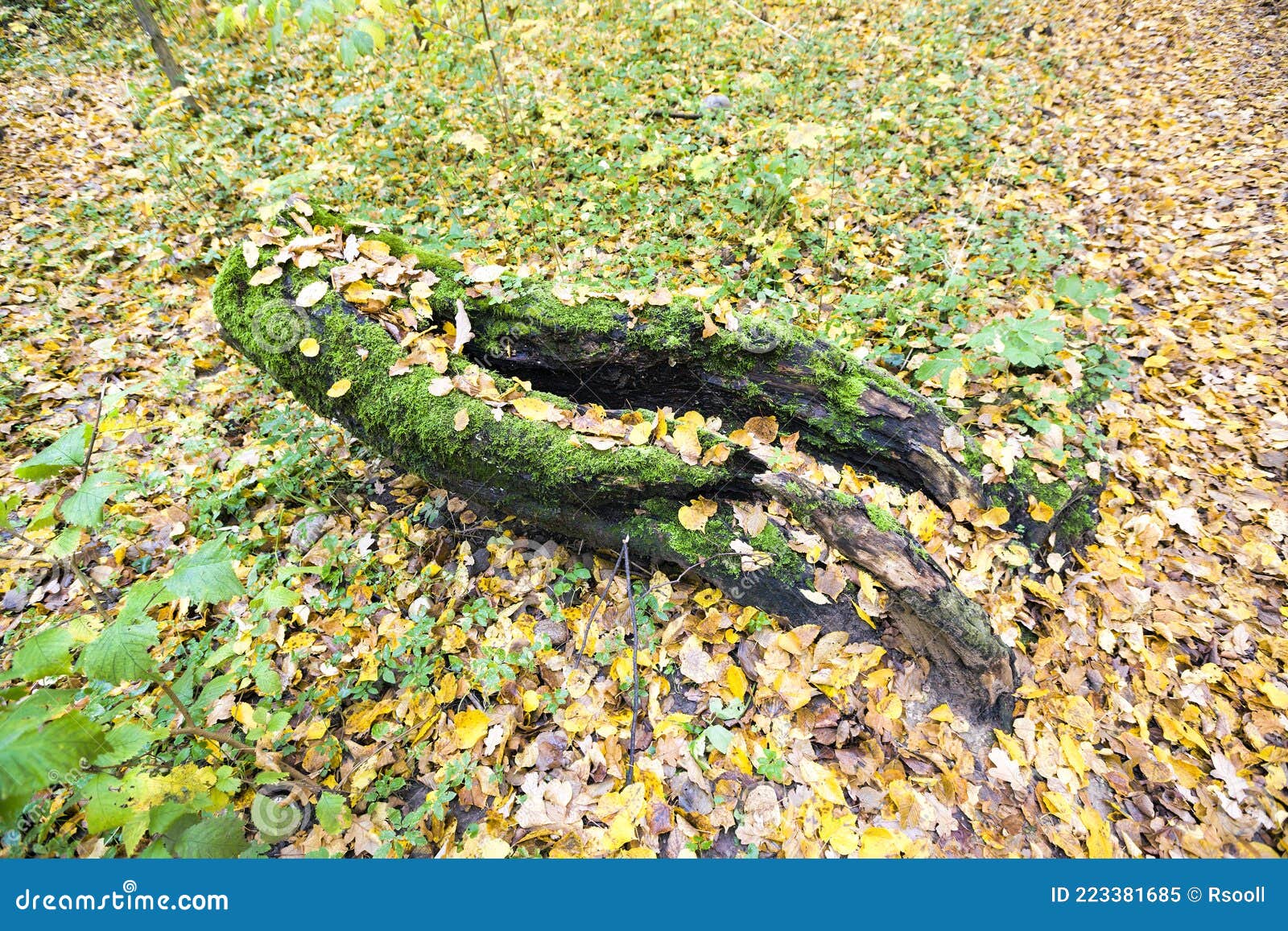 Broken rotting tree stock image. Image of broken, trees - 223381685