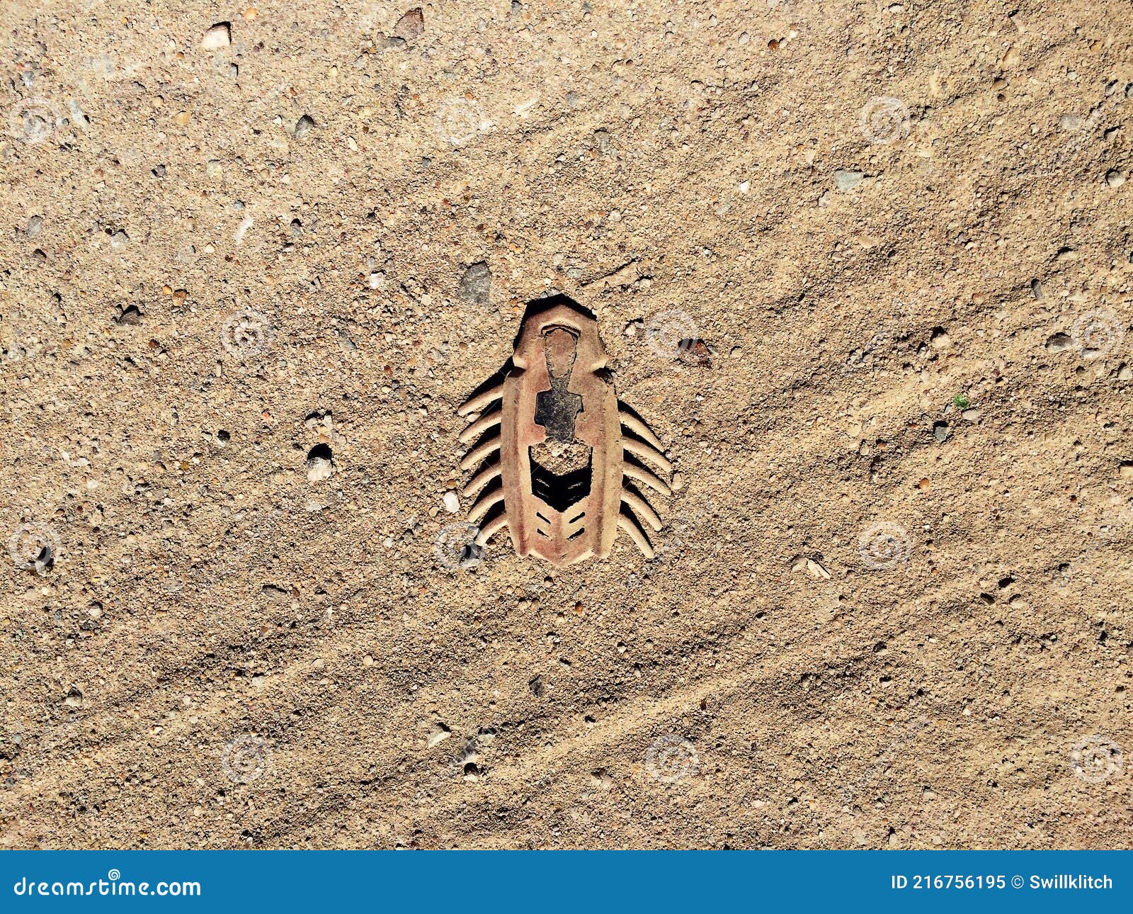 Broken Rubber Bug Toy Lies on Sand in Dust Stock Image - Image of rocks ...