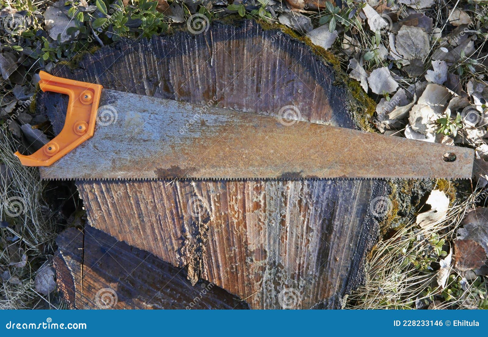 Broken rusty saw stock photo. Image of outdoors, forest - 228233146