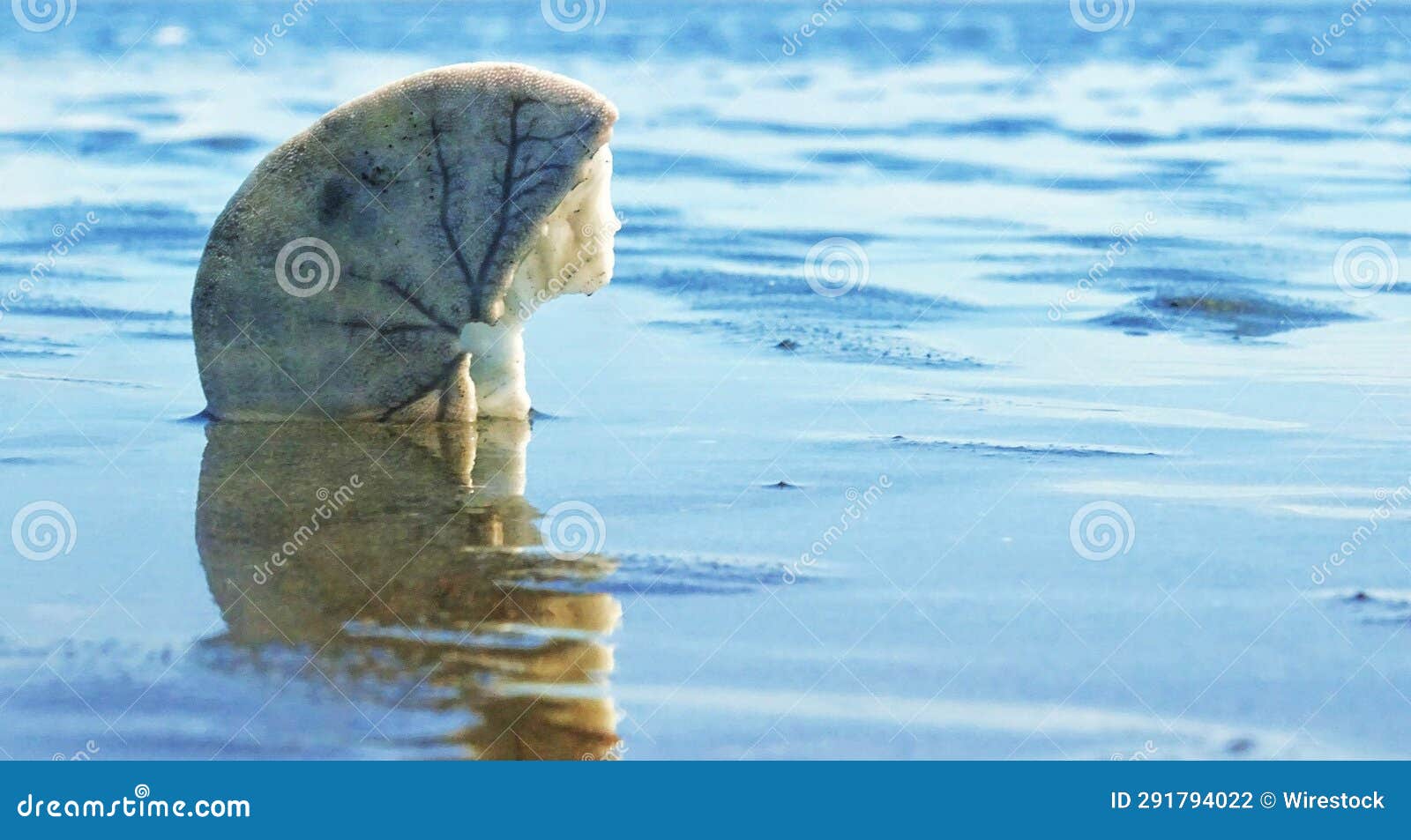 Reflection of a Broken Sand Dollar Stock Photo - Image of beach, dollar ...