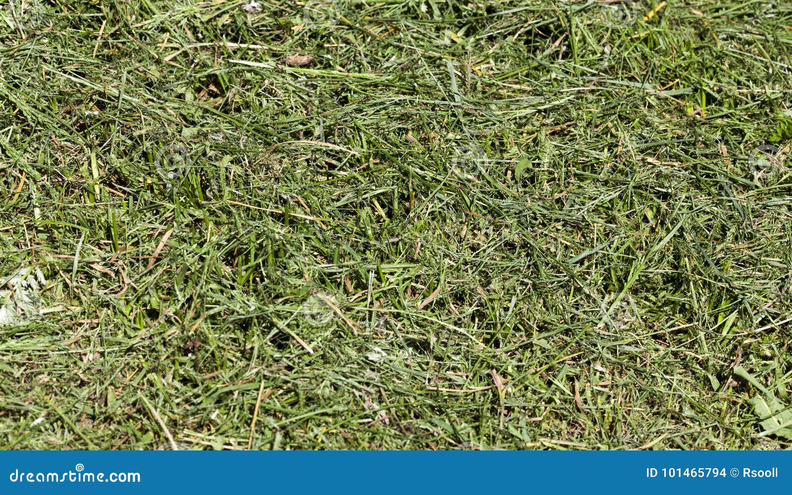 Broken and sawn grass stock photo. Image of sawn, outside - 101465794