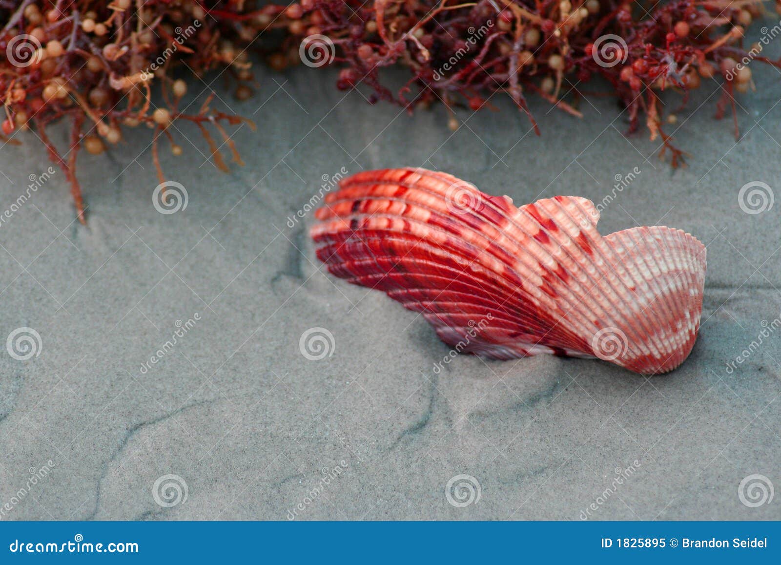 Broken Sea Shell stock image. Image of seafood, sandy - 1825895