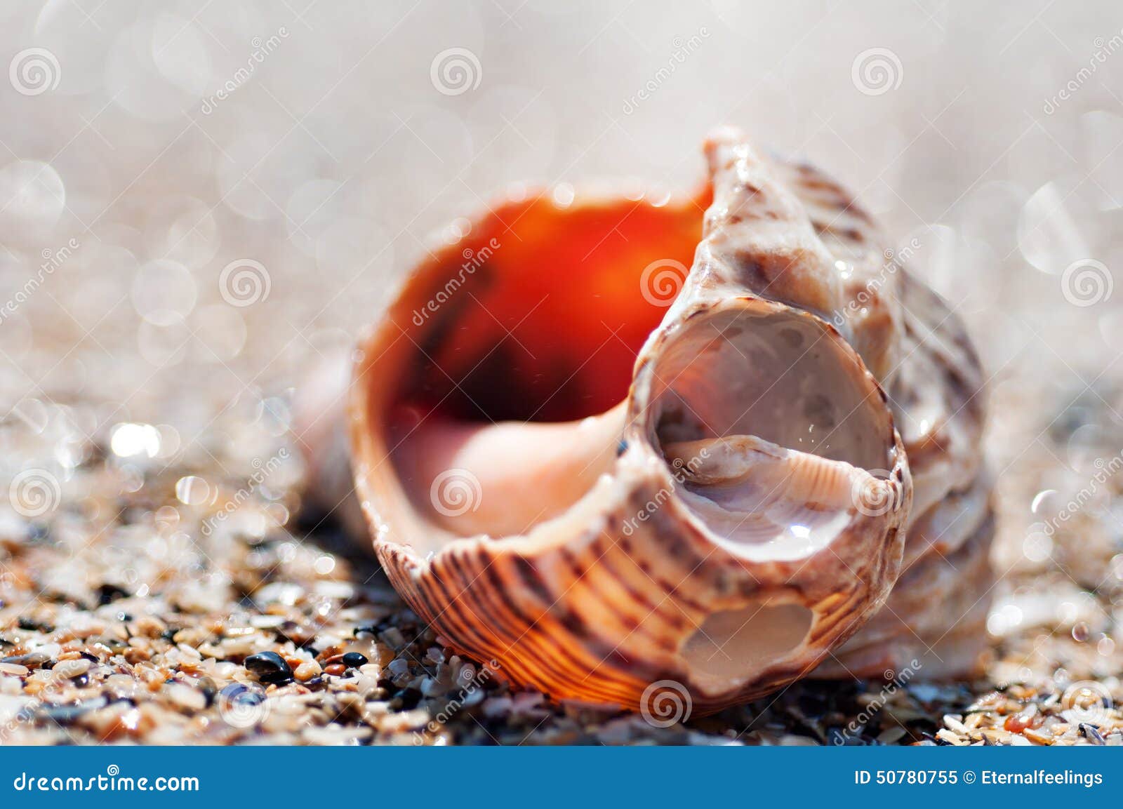 Broken sea shell stock image. Image of caribbean, beauty - 50780755