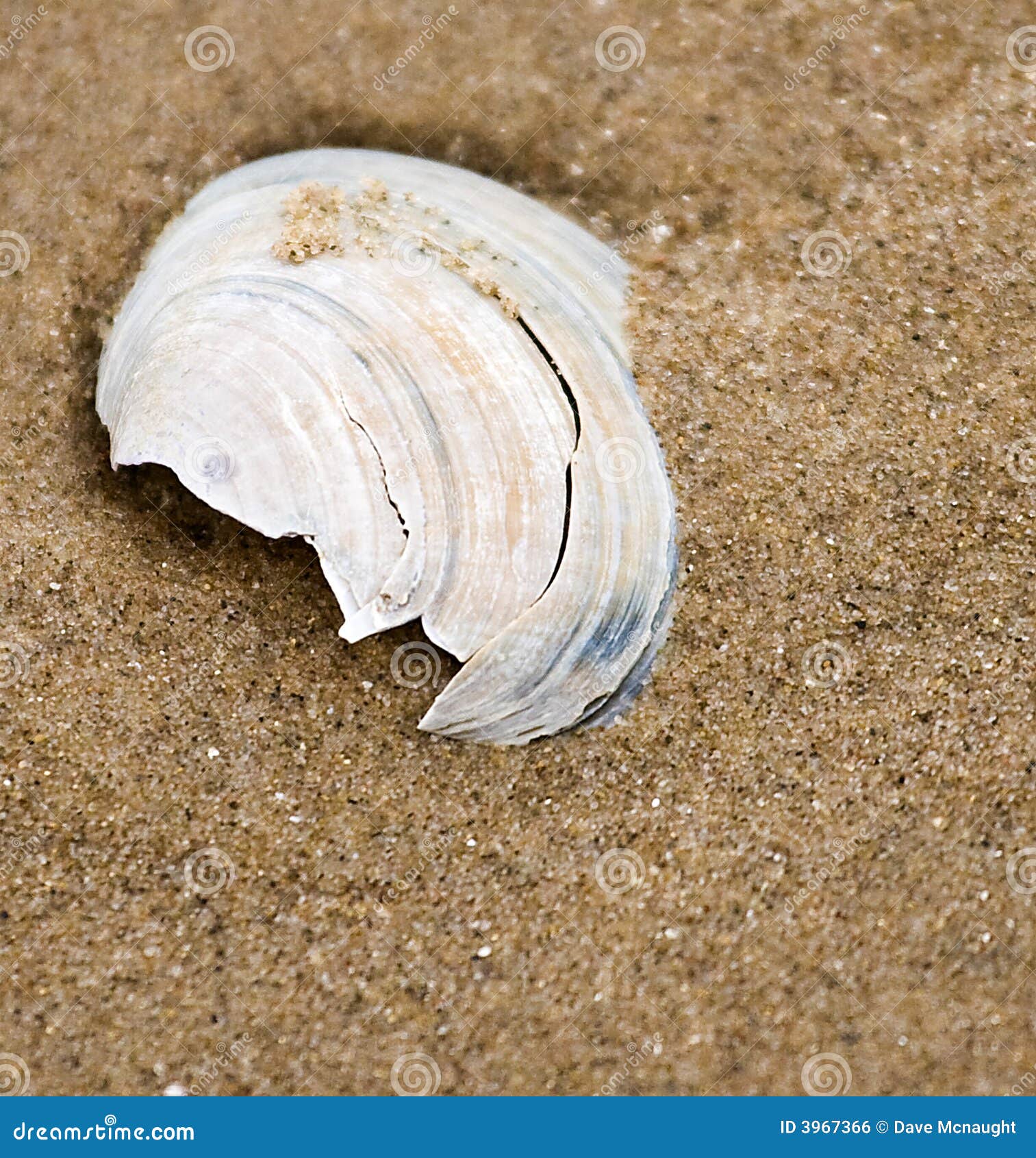 Broken Sea Shell in Sand stock photo. Image of imperfect - 3967366