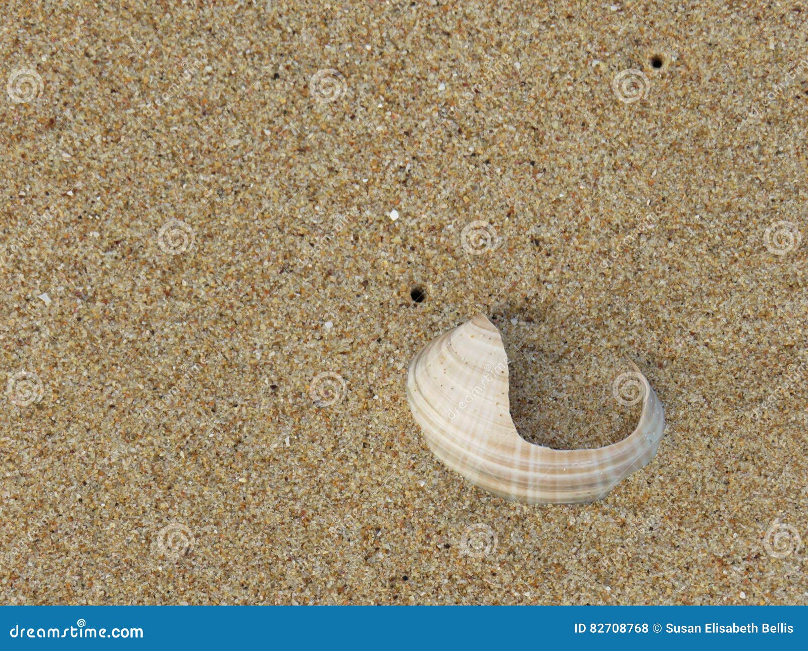 Broken Sea Shell in the Sand Stock Photo - Image of imperfect, shell ...