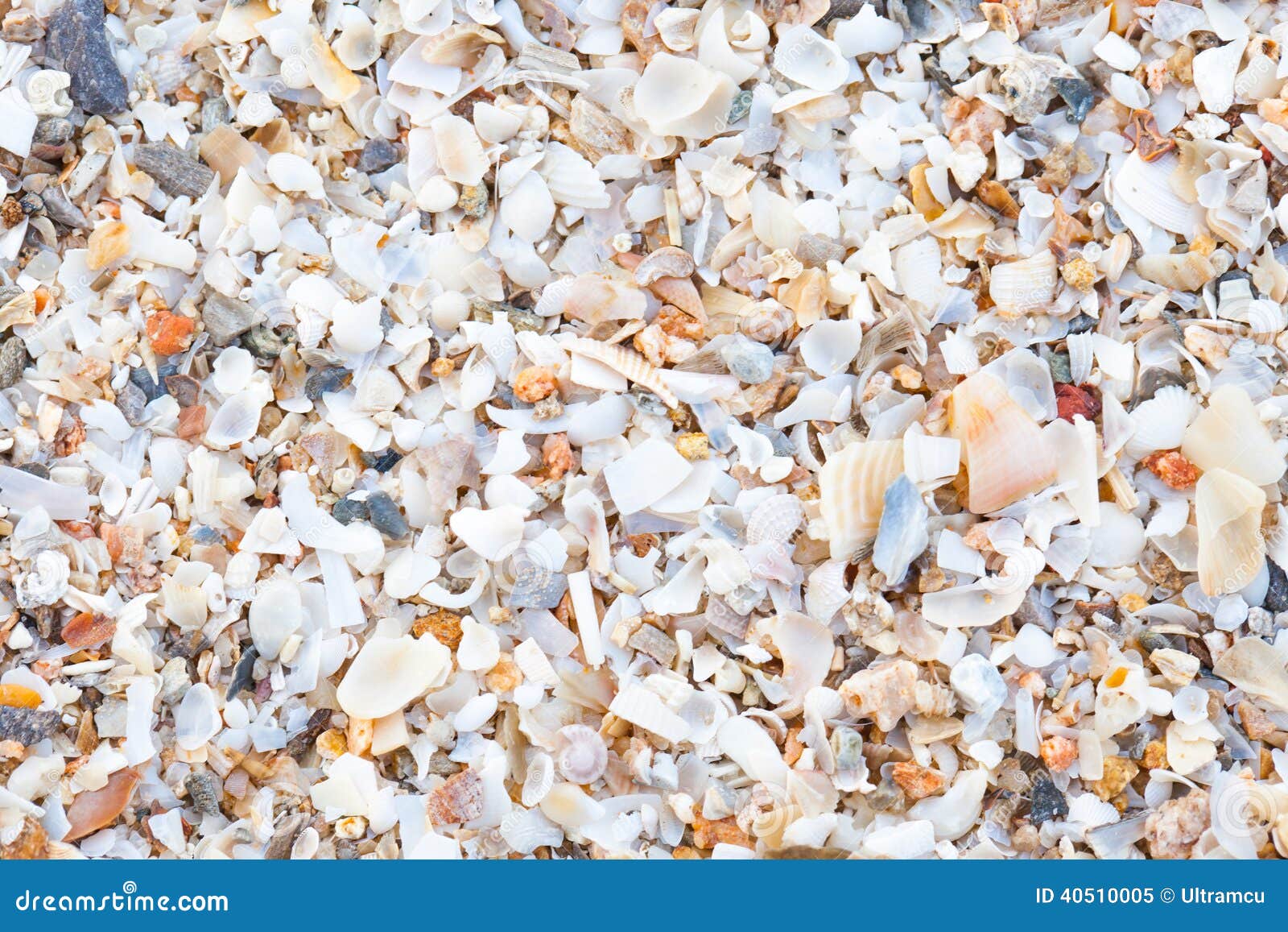 Broken Sea Shells on the Beach Stock Image - Image of shell, close ...