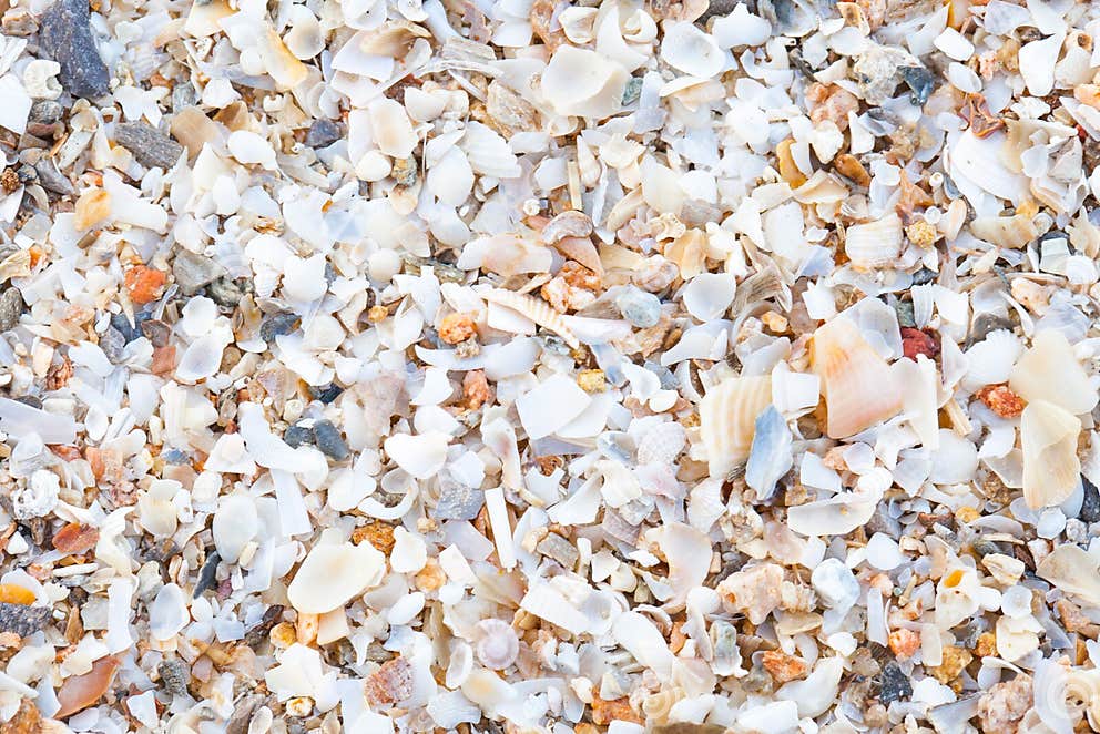 Broken Sea Shells on the Beach Stock Image - Image of shell, close ...