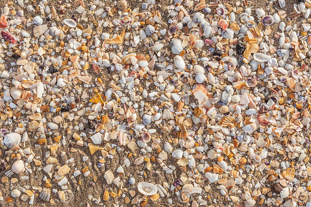 The Broken Sea Shells on Beach Sand. Stock Photo - Image of shells ...