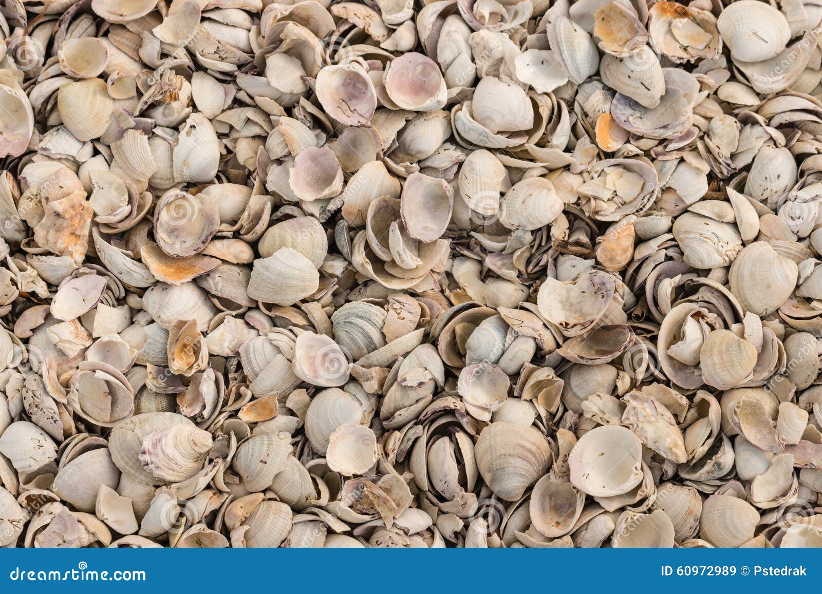 Broken sea shells stock image. Image of beach, white - 60972989