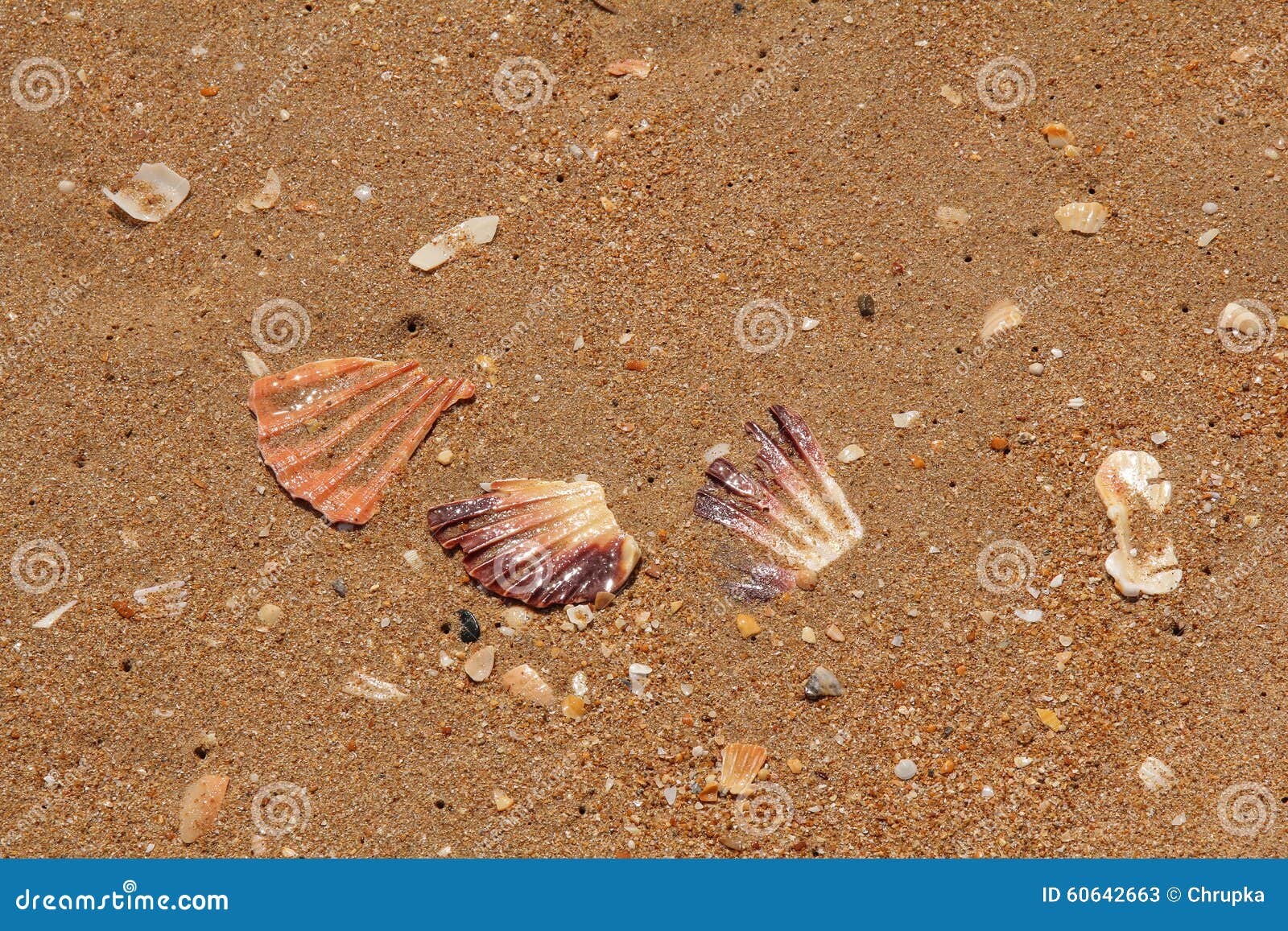Broken Sea Shells on Sandy Beach Stock Image - Image of ocean, summer ...