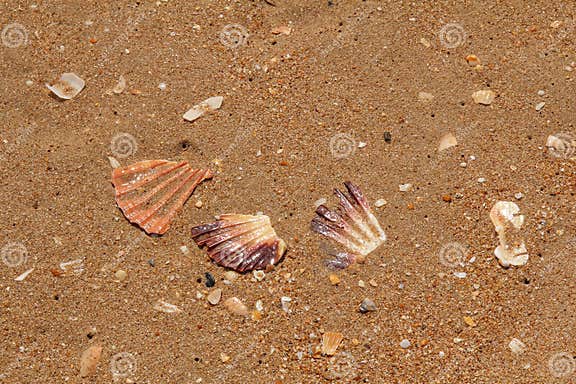 Broken Sea Shells on Sandy Beach Stock Image - Image of ocean, summer ...
