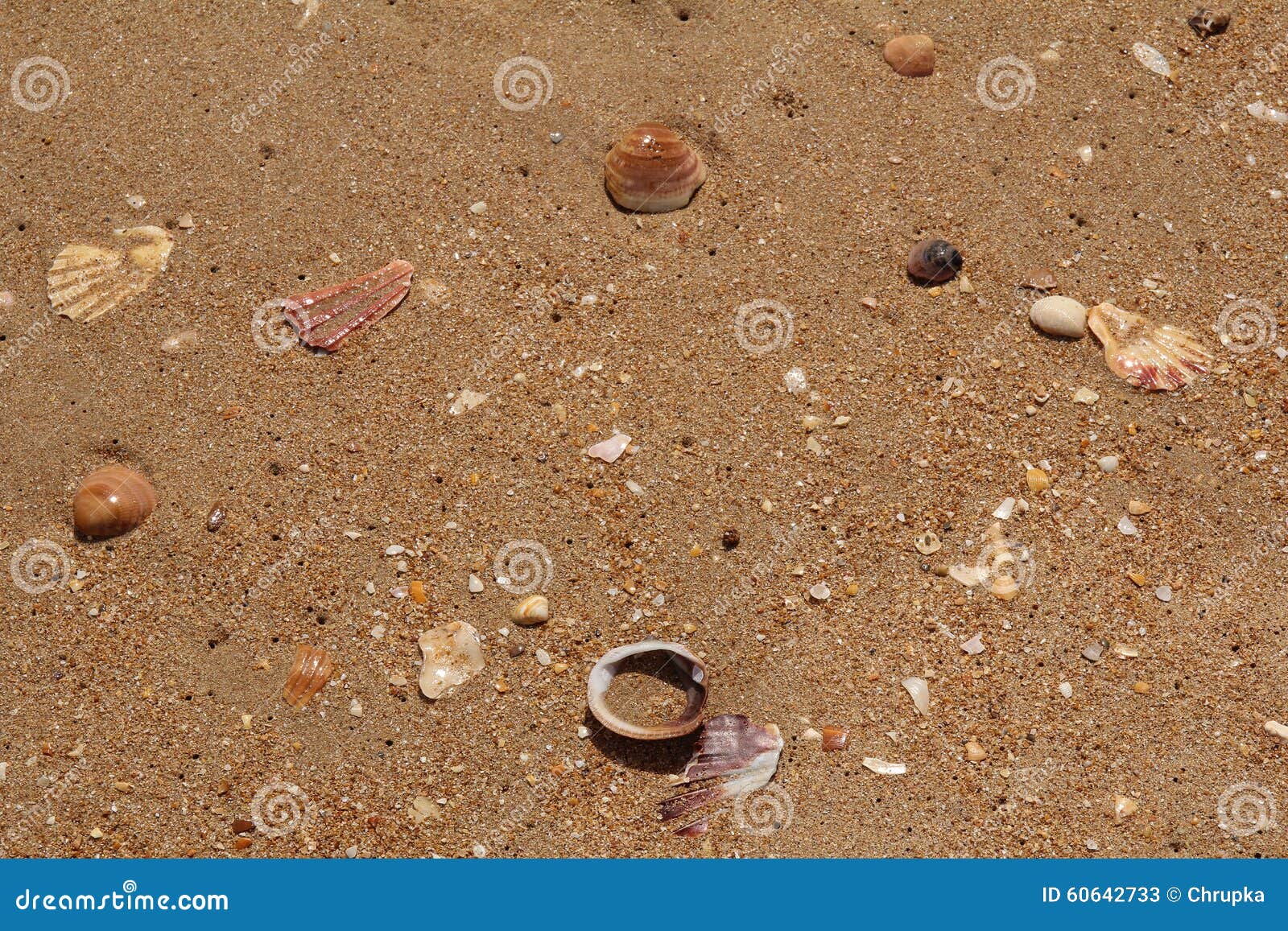 Broken Sea Shells on Sandy Beach Stock Image - Image of seashore, wave ...