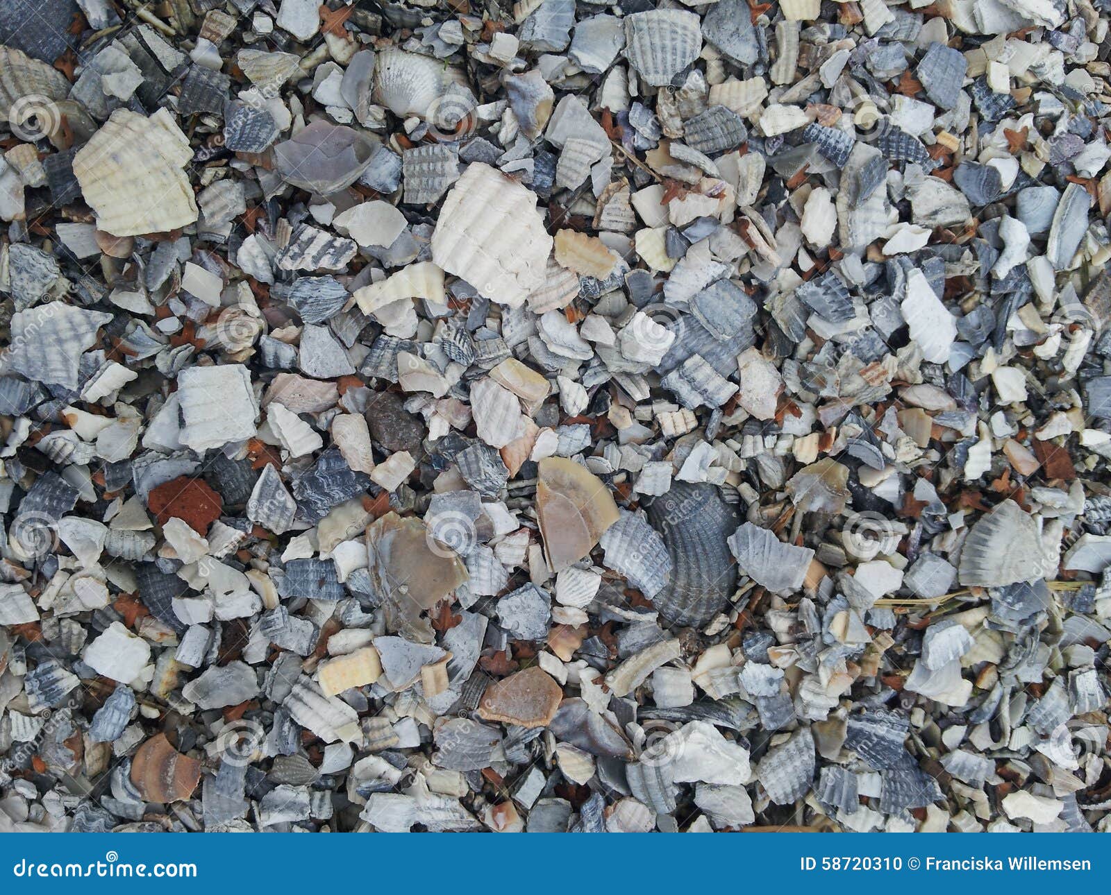 Broken sea shells stock photo. Image of summer, park - 58720310