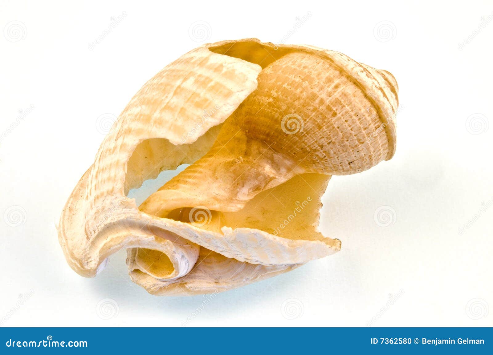 Broken Seashell stock photo. Image of broken, conch, unique - 7362580