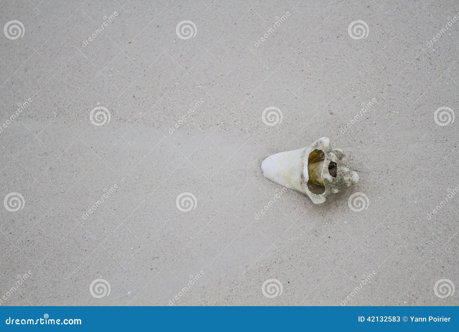 Broken seashell stock image. Image of island, sand, seashell - 42132583