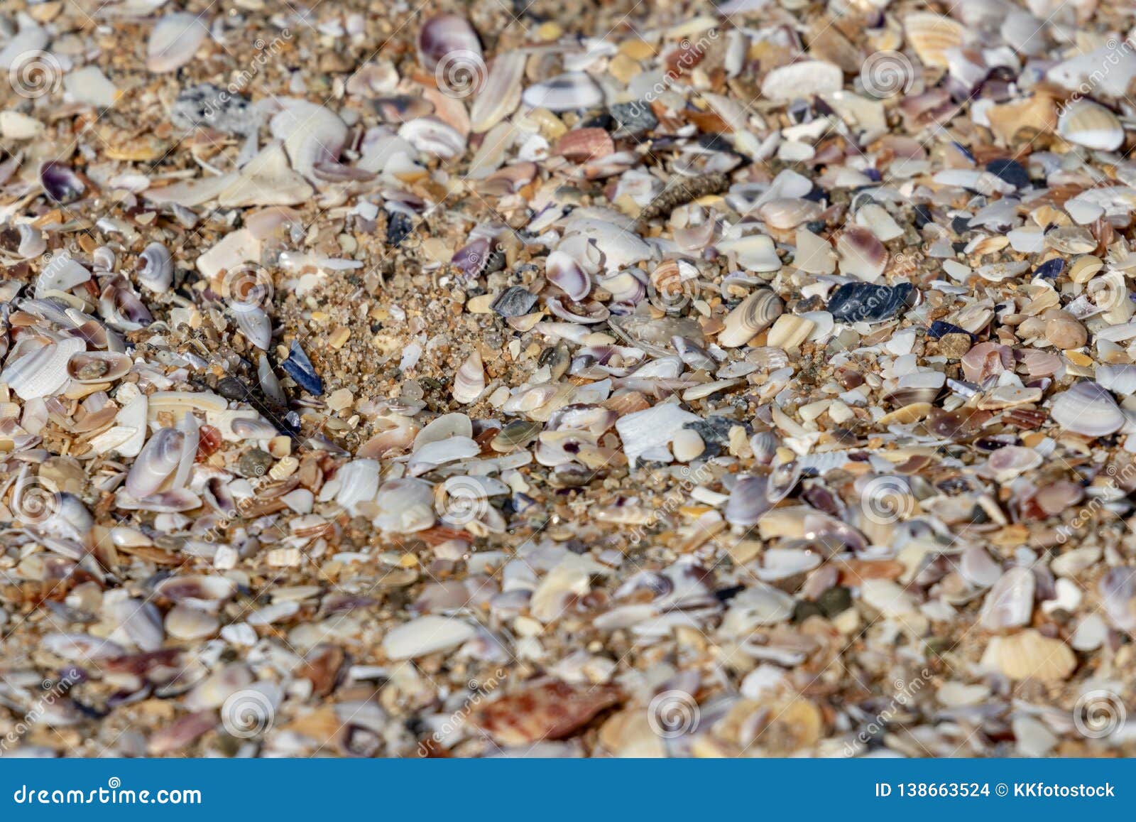 Broken Seashells on the Beach Stock Photo - Image of vacation ...
