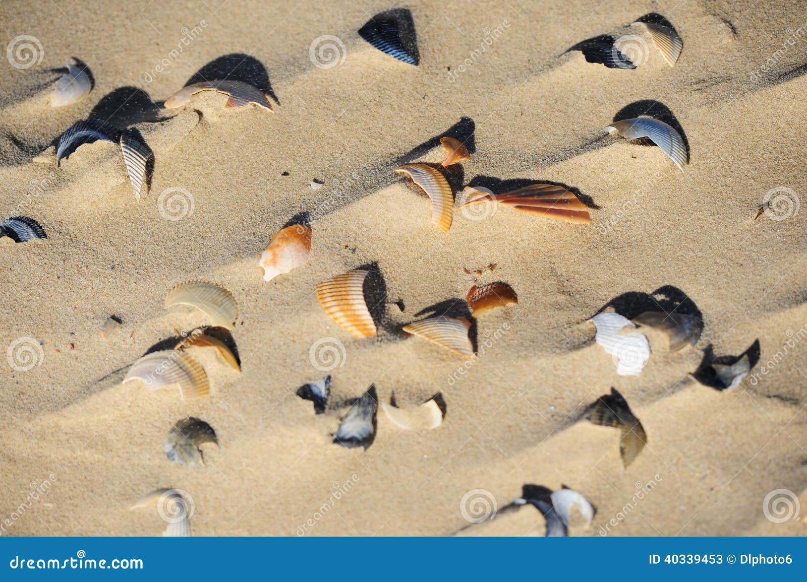 Broken Seashells stock image. Image of coastline, seashore - 40339453