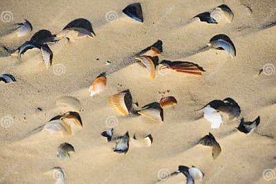 Broken Seashells stock image. Image of coastline, seashore - 40339453