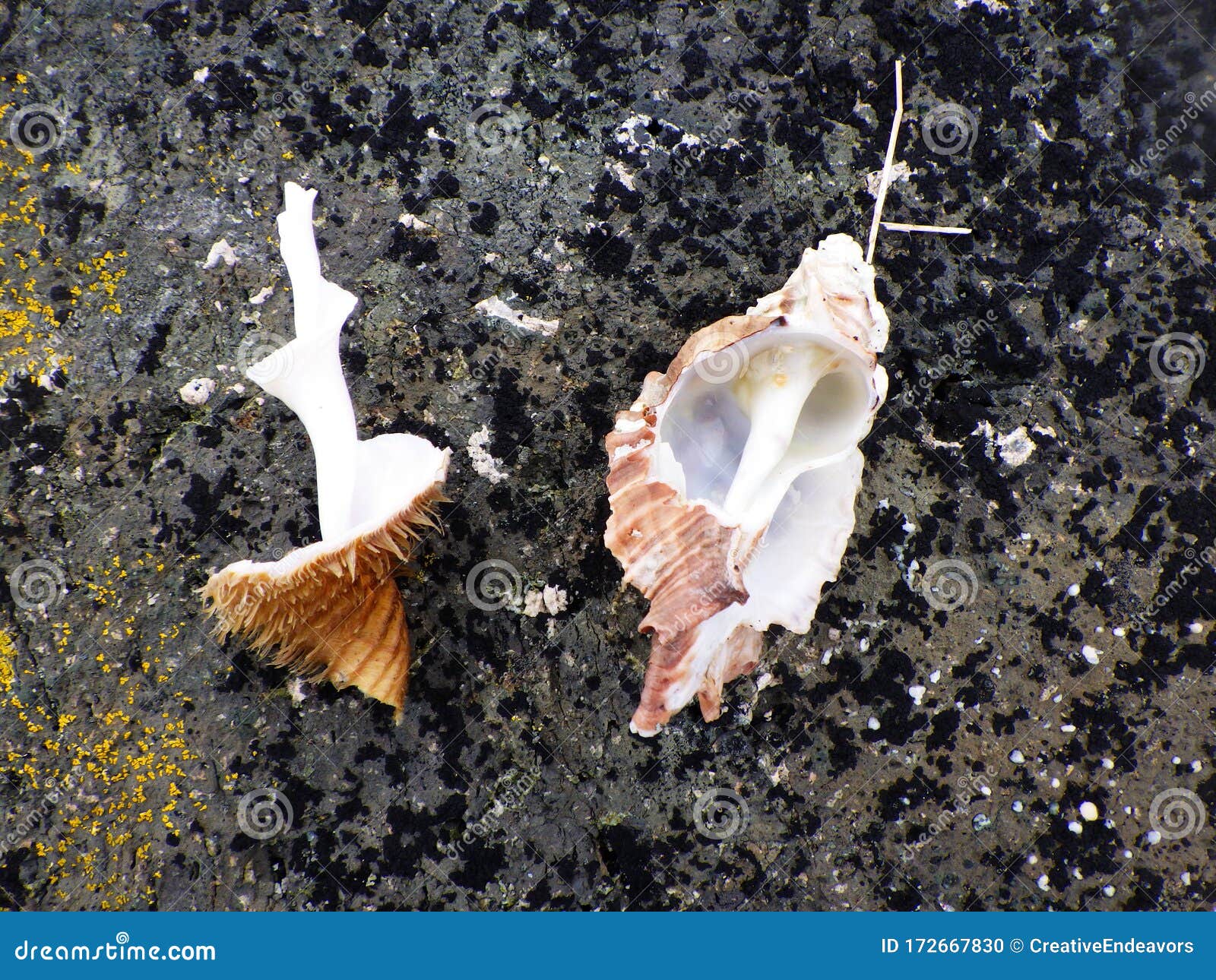 Broken Seashells with Exposed Spiral Internal Structure Stock Photo ...