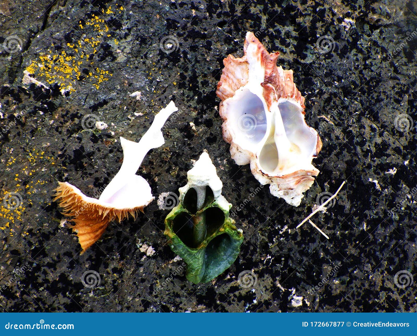 Broken Seashells with Exposed Spiral Internal Structure Stock Image ...