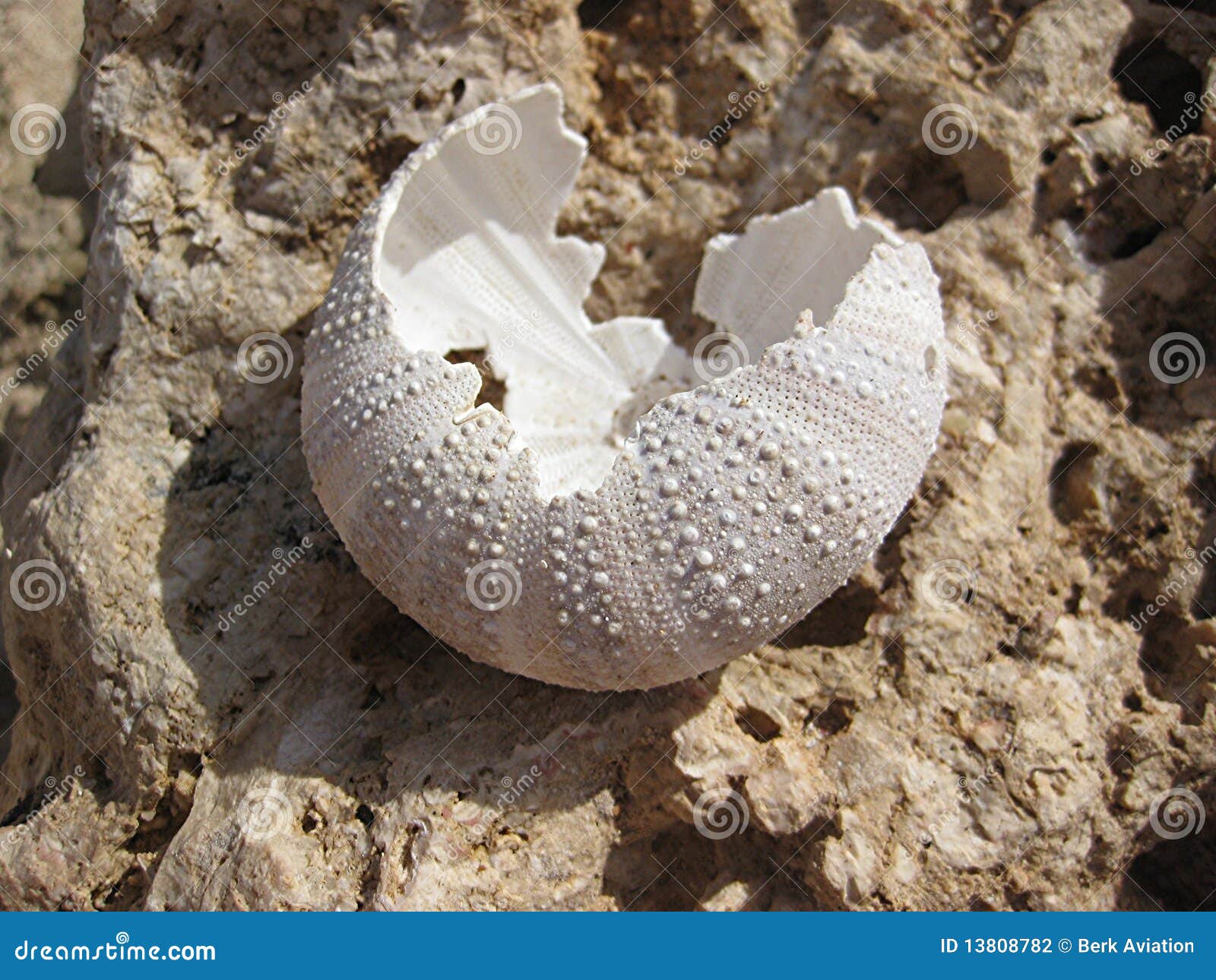 Broken shell stock photo. Image of seasonal, rock, season - 13808782