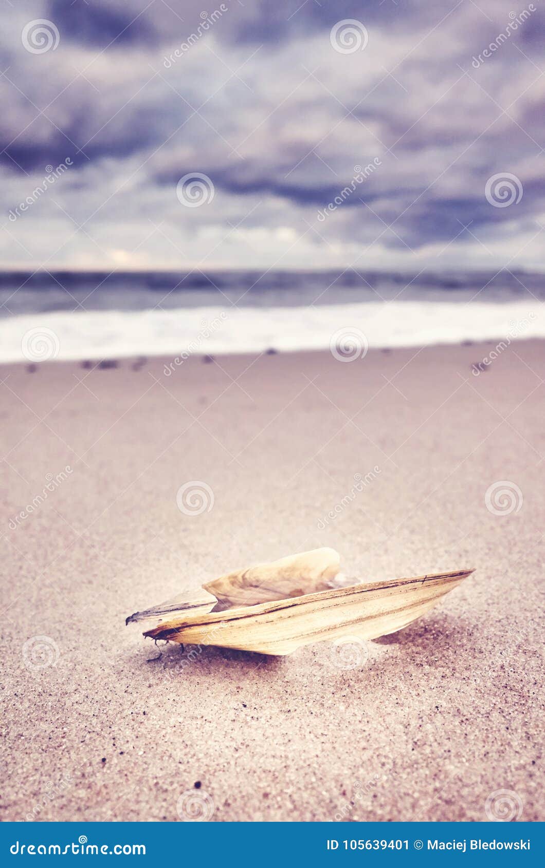 Broken shell on a beach. stock image. Image of sand - 105639401