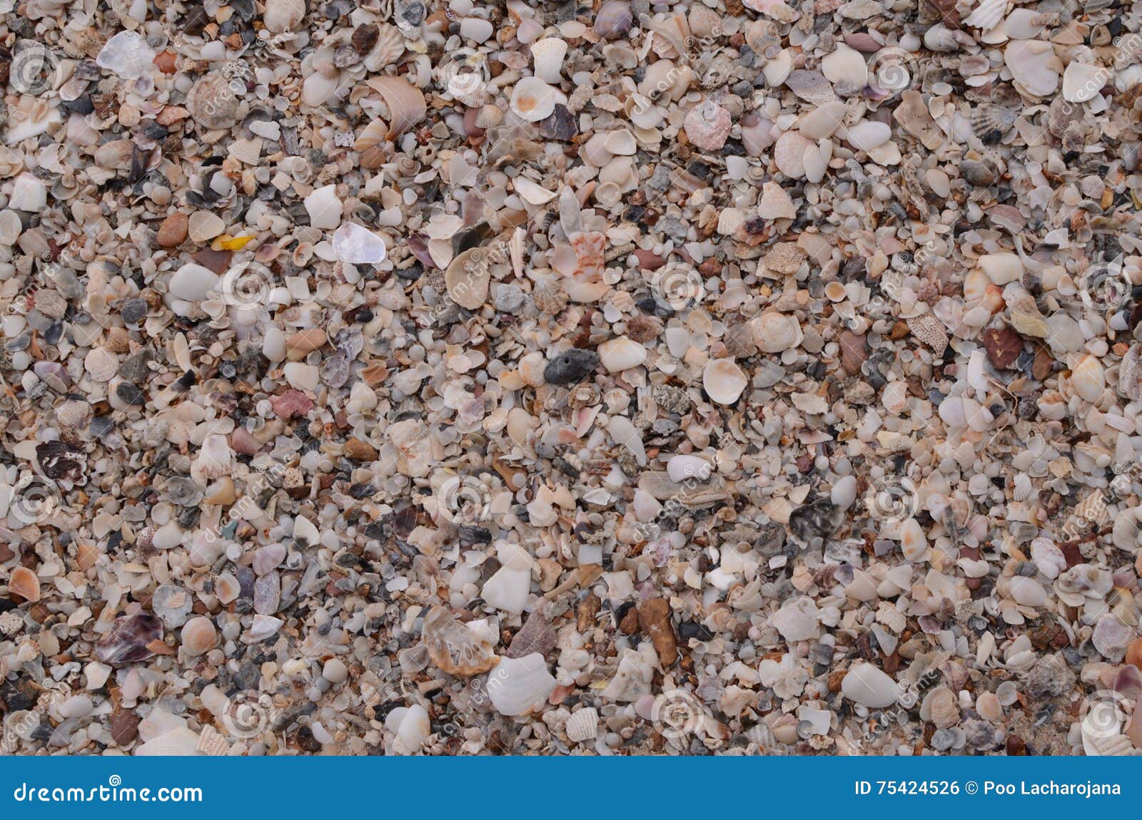 Broken shell on beach stock photo. Image of shellfish - 75424526