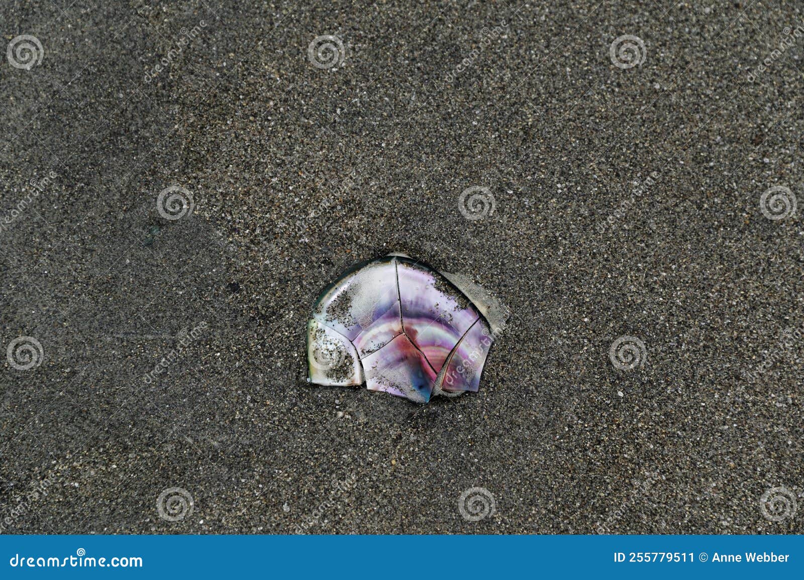 Broken Shell Fragment in the Sand Stock Image - Image of outdoor ...