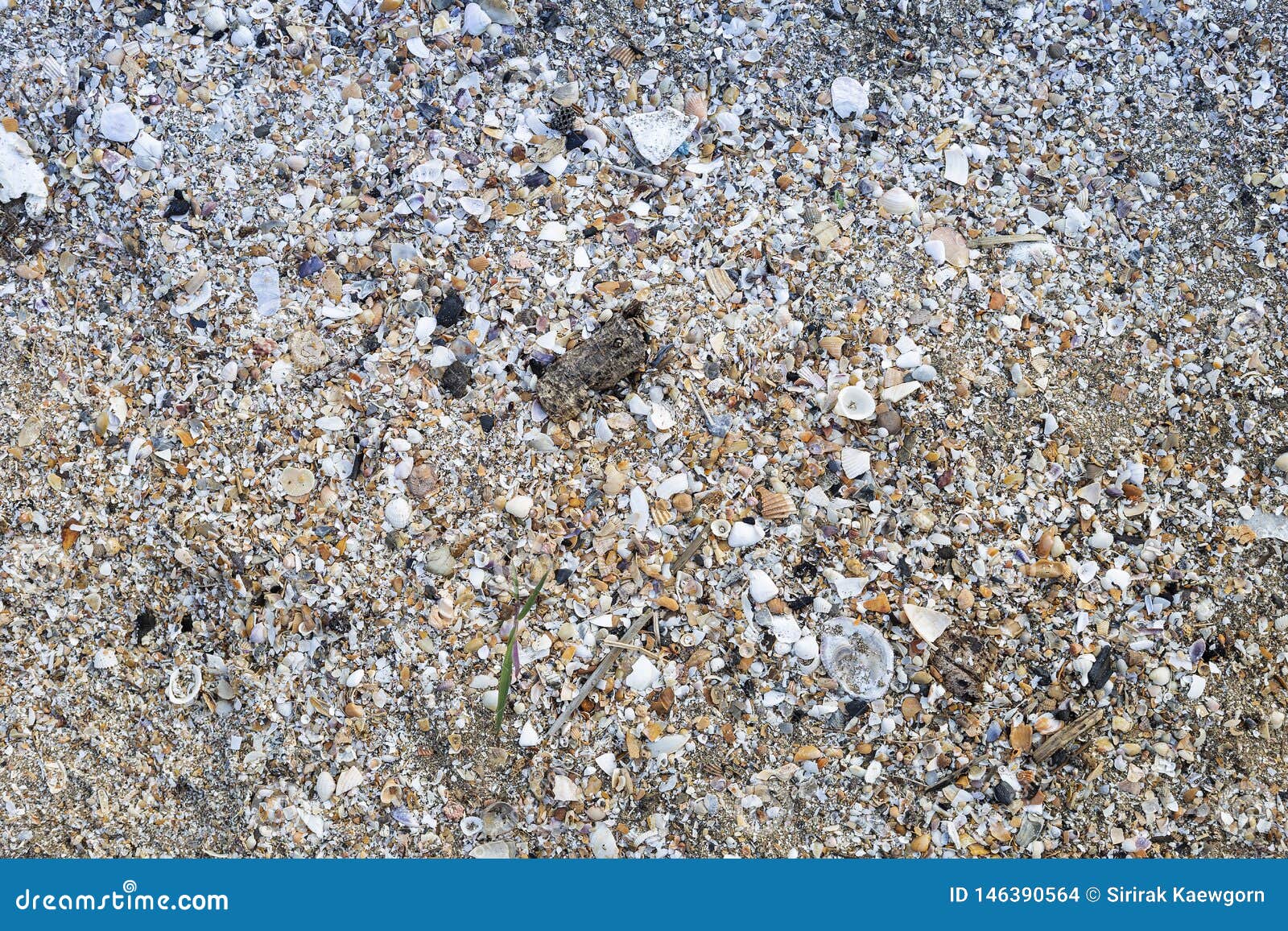 Broken Shell in Small Piece on the Beach, Shells of Different Sizes ...